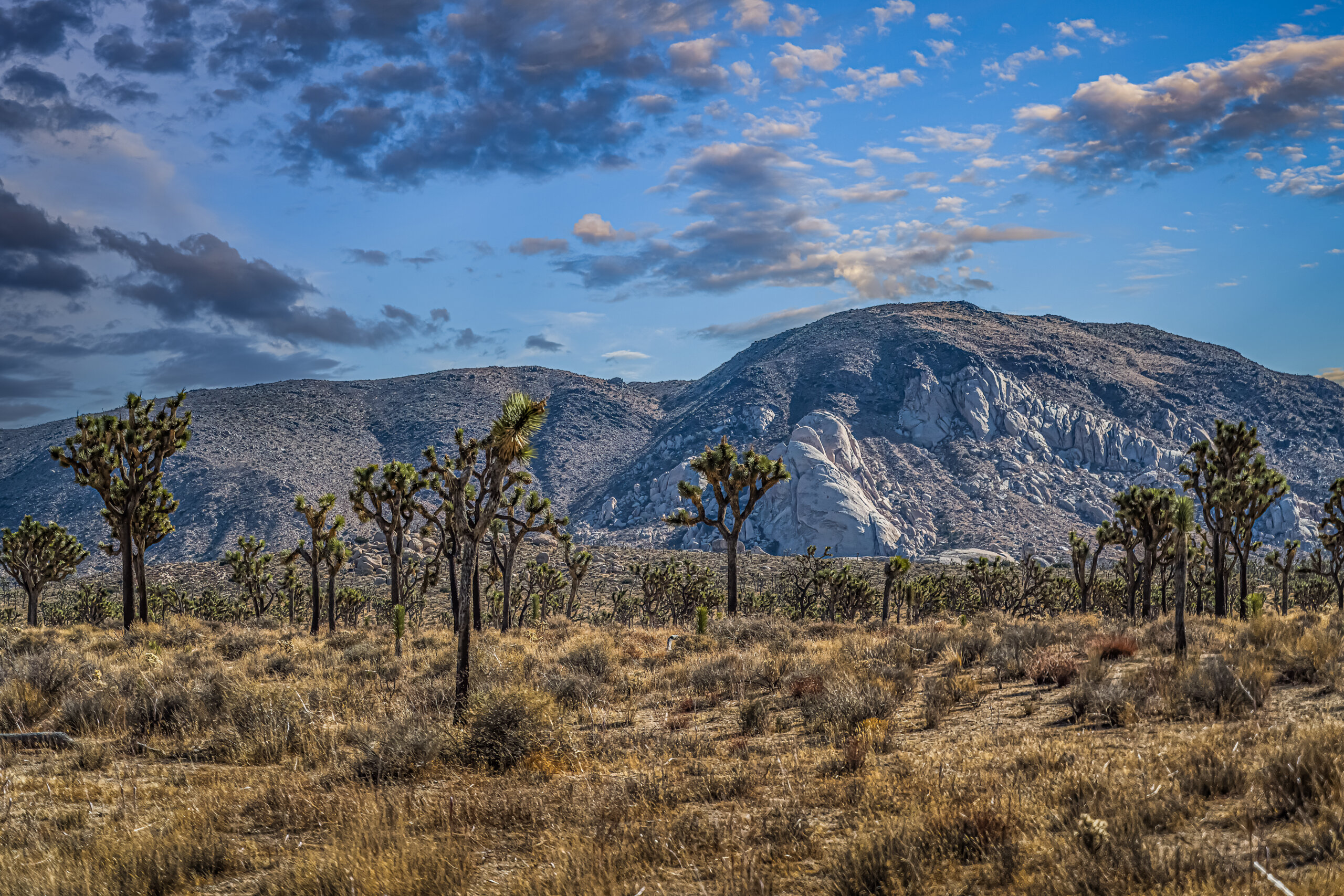 Joshua Trees and Giant Rock: A Majestic Tale of Resilience - Images By ...